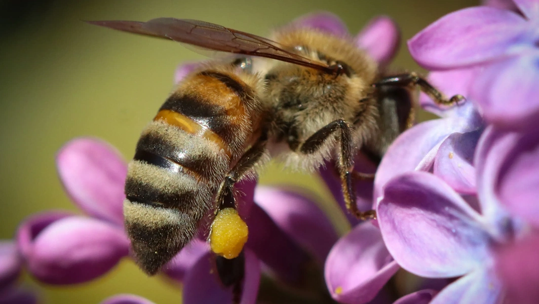 Oxford study reveals pollen nutrition key to bee health