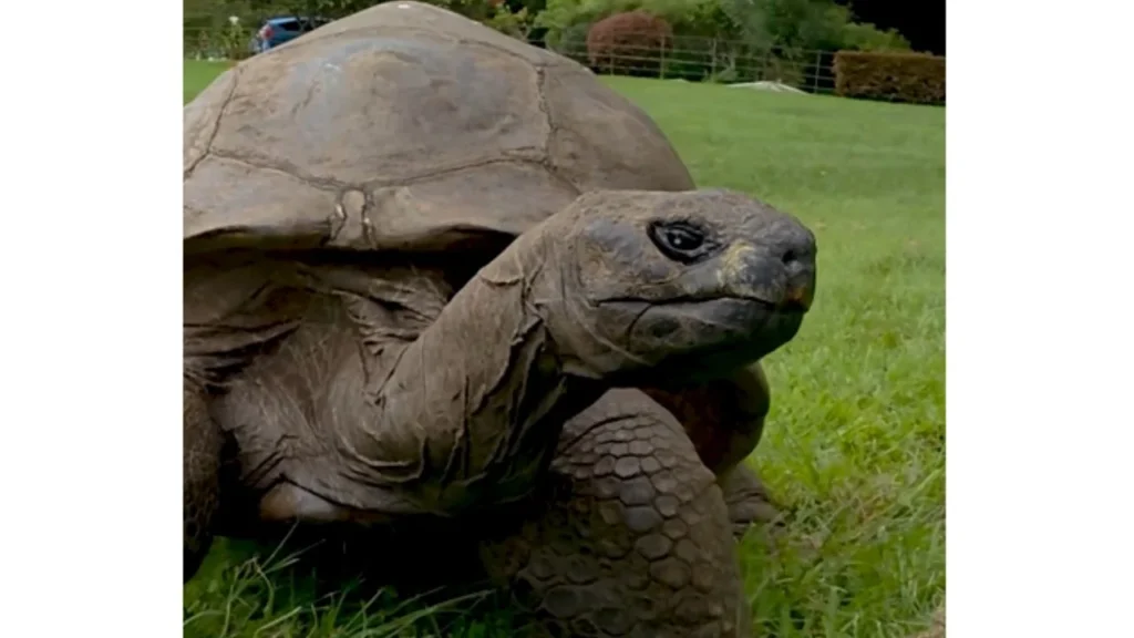 Jonathan, la tortuga más longeva es ícono Guinness World Records
