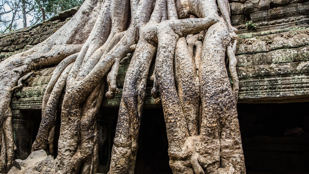 9 striking examples of nature reclaiming human spaces