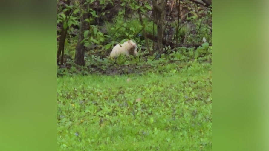 Watch: Albino groundhog seen roaming Punxsutawney woods