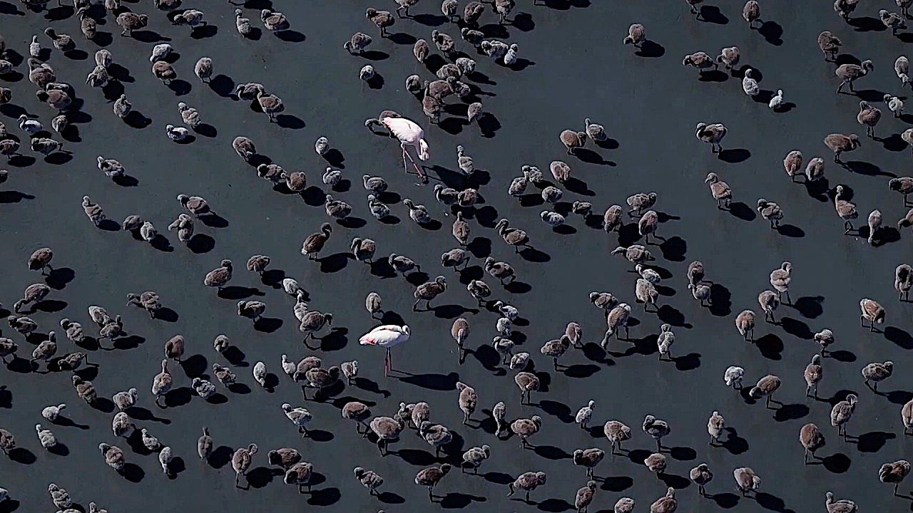 Thousands of flamingo chicks hatch in a heartwarming spectacle