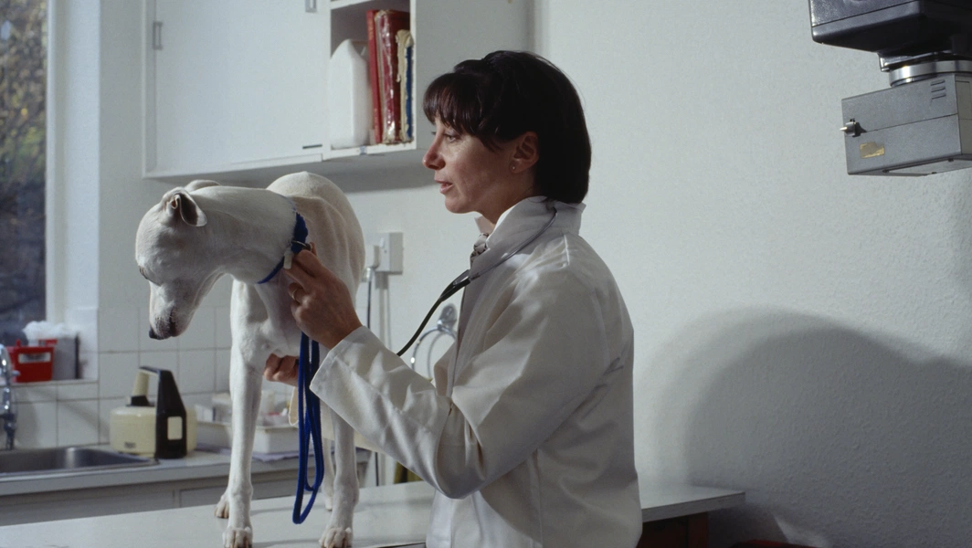 8 careers dedicated to animal care and welfare