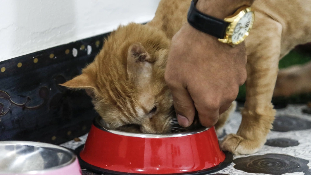 Feeding cats for every life stage