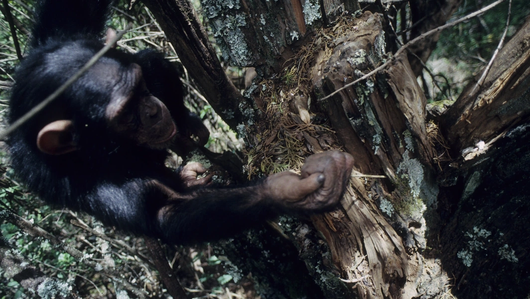 8 remarkable examples of animals using tools