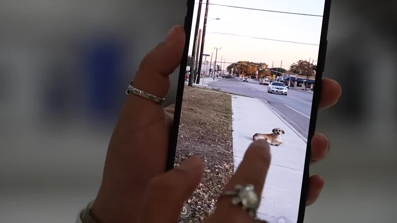 Odem works to address roaming dog problem as city currently lacks ...
