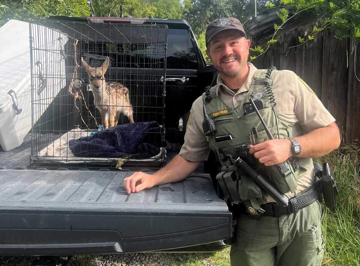Northern CA fawn rescued after resident allegedly kept it in captivity ...