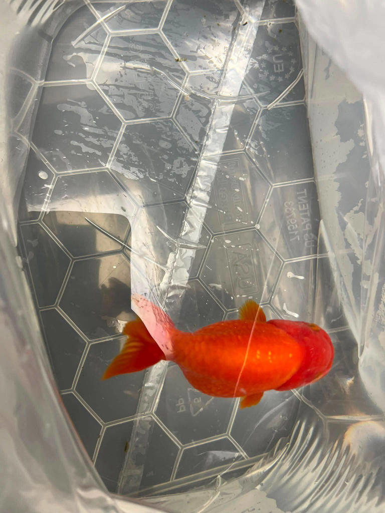 Her goldfish started acting strangely — then she saw what was in his mouth