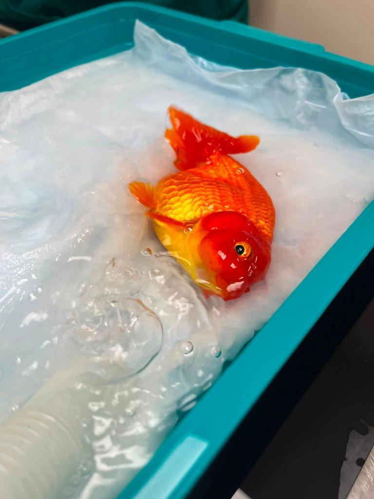 Her goldfish started acting strangely — then she saw what was in his mouth