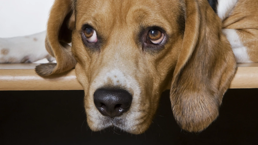 10 behavioral signs your dog may be upset