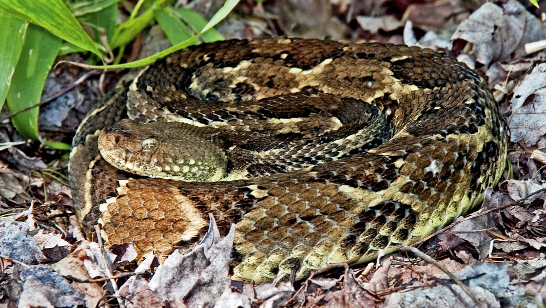11 facts about timber rattlesnakes and their habitats