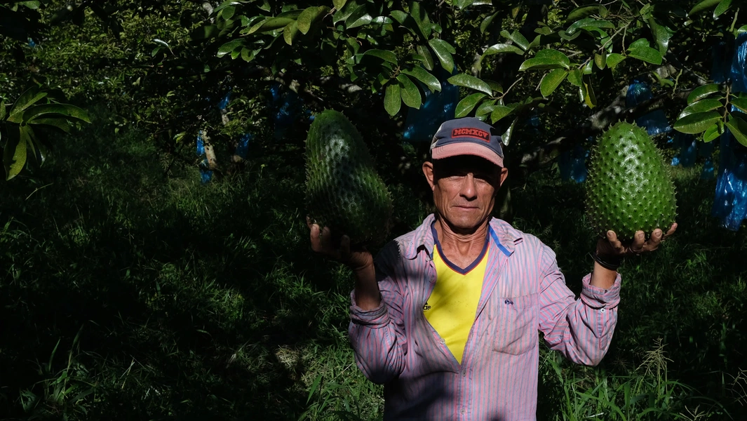 Soursop: Origins, flavor, nutrition, and safety