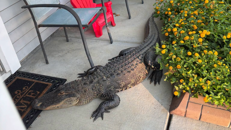 SCDNR saves day after large alligator shows up to residents front door ...
