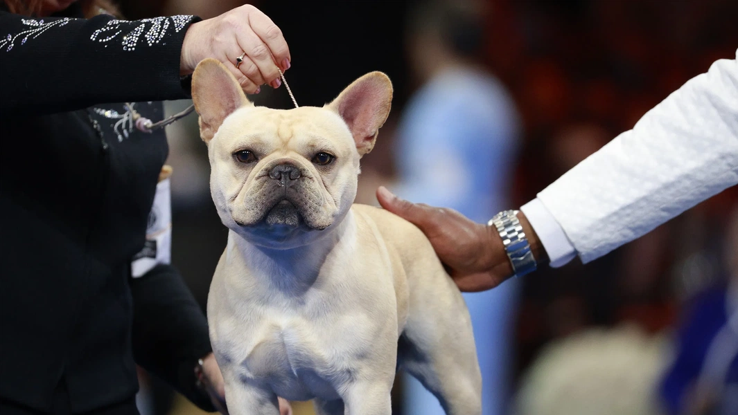 7 popular small dog breeds in the United States
