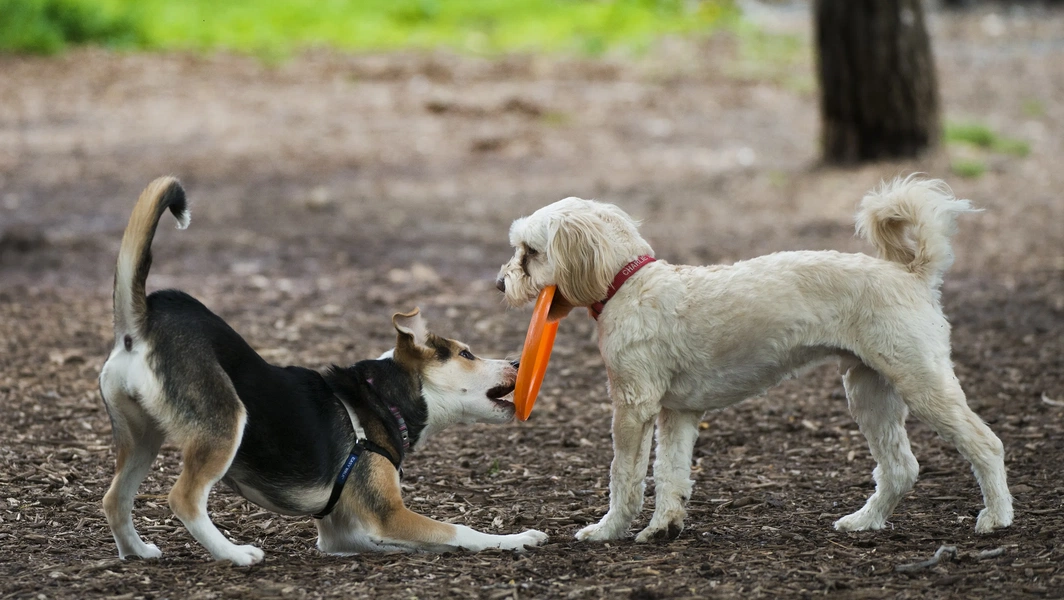 5 clear signs your dog is happy to see you