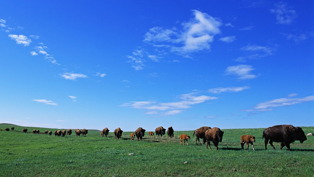 Bison conservation and viewing in the Midwest