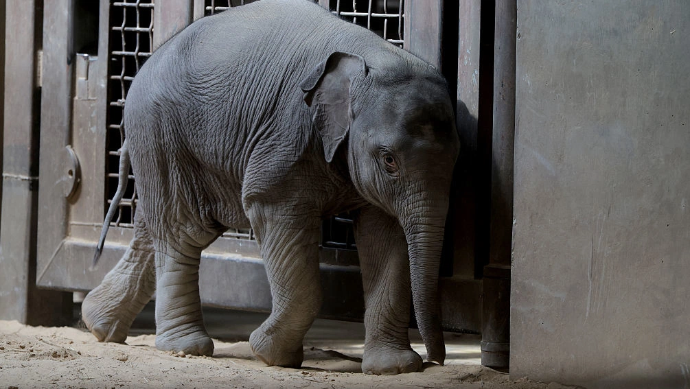 Rejected baby elephant becomes National Zoo's newest star