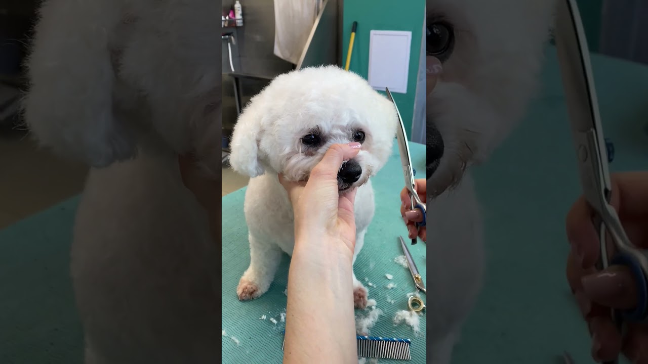 Fluffy bichon frise gets an adorable teddy bear makeover | Before ...
