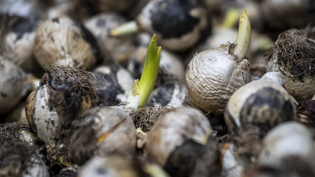 Bulb planting tips for nonstop blooms