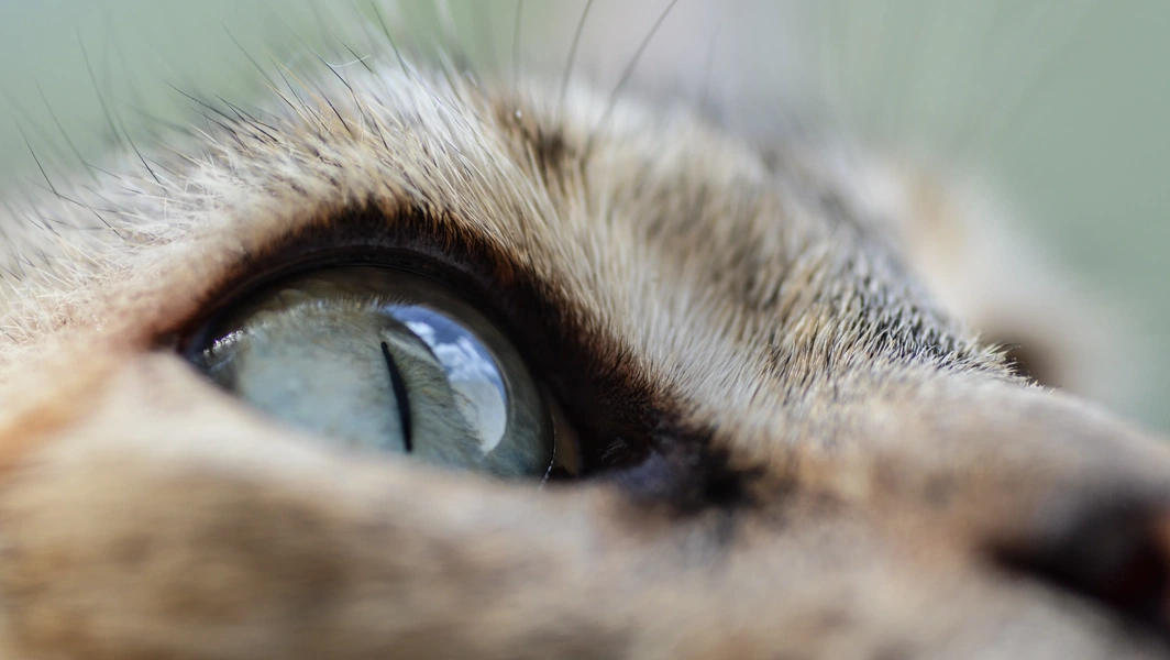 Genetics and causes of odd-eyed cats