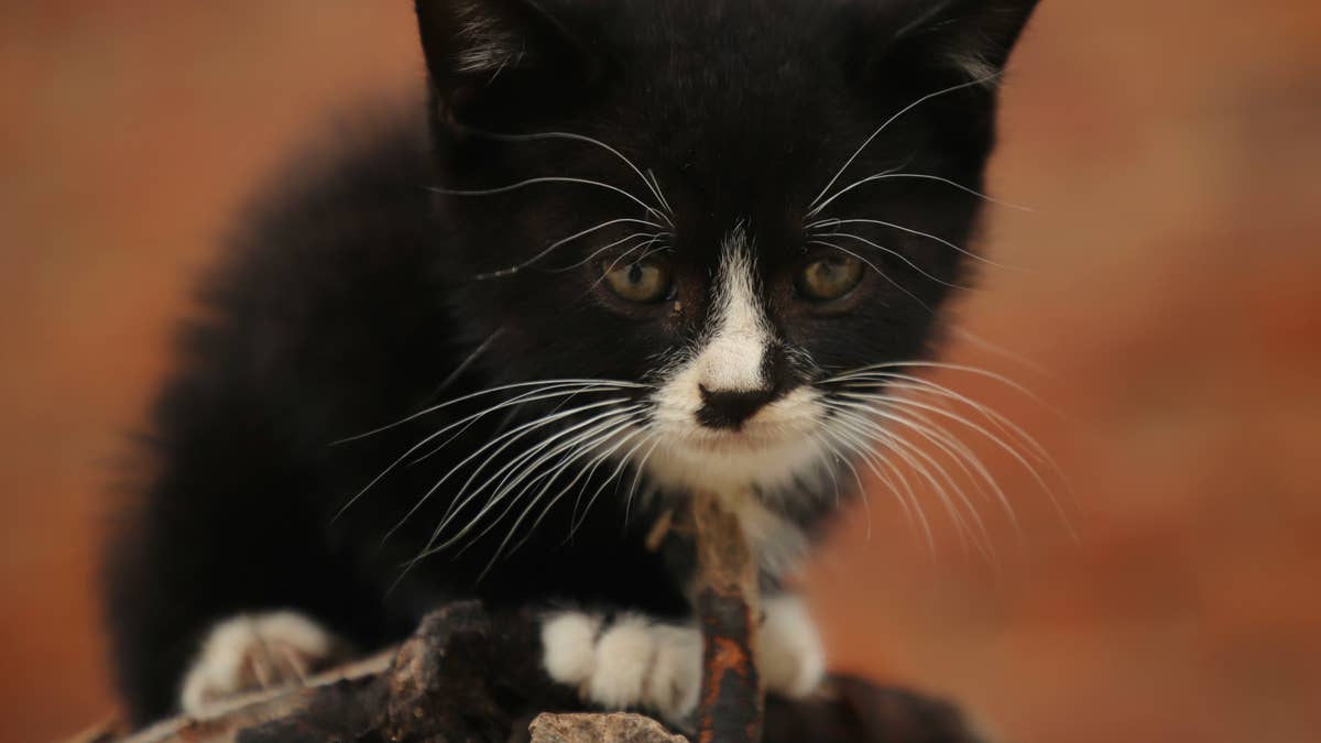 This precious stray kitten has the best reaction to sleeping inside for ...