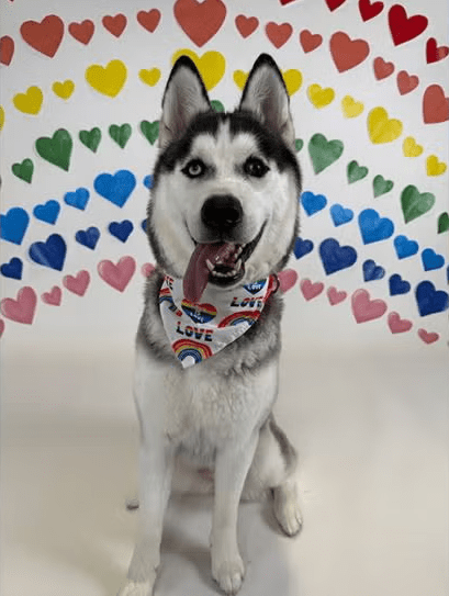 Majority of rescued huskies adopted, some still need homes