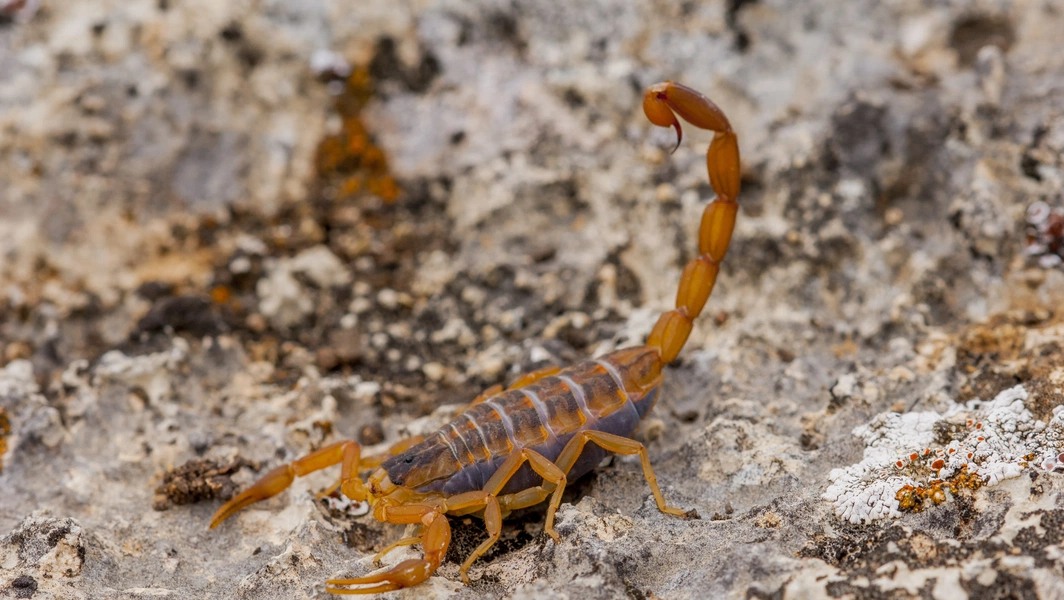 Scorpion habitats and risks across the United States