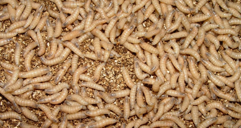 The Full Story Behind The Stomach-Turning Screwworm Infestation That’s ...