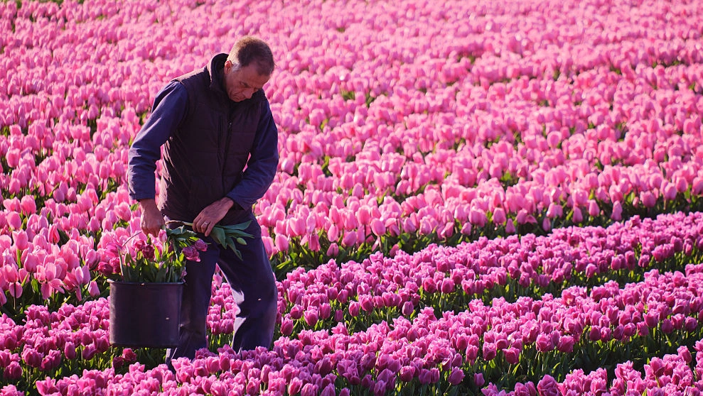 18 fascinating histories behind common plants