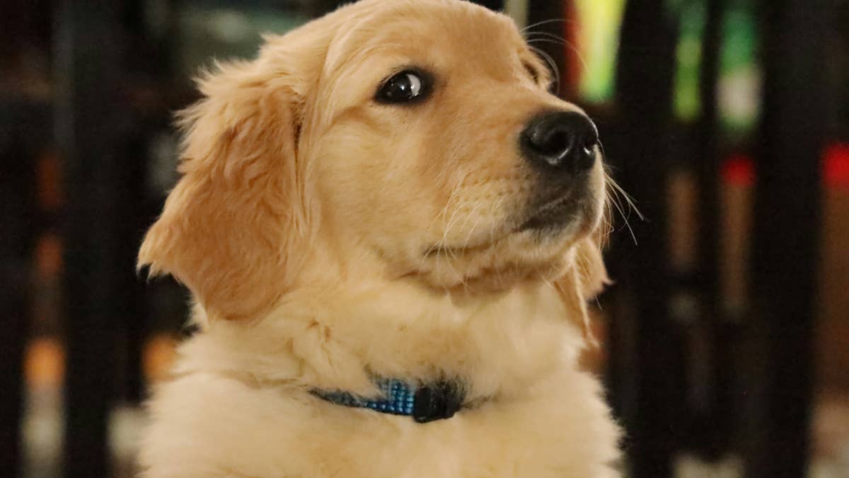 Golden retriever's hilariously guilty face says everything after cat ...