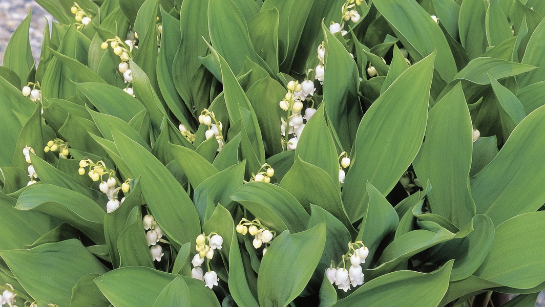 9 plants that are dangerous to cats