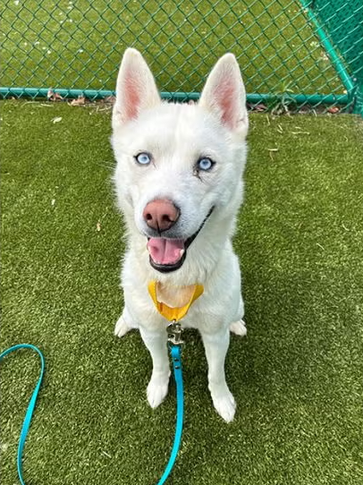 Majority of rescued huskies adopted, some still need homes