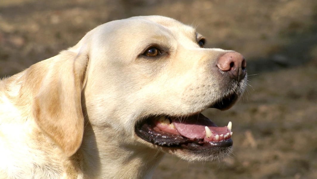 14 breeds similar to Labrador retrievers