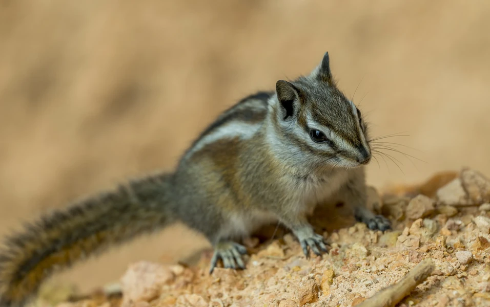 Chipmunk control tips gain urgency as urban wildlife adapts