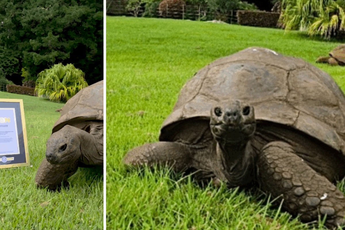 This giant tortoise has entered the Guinness World Records for an ...