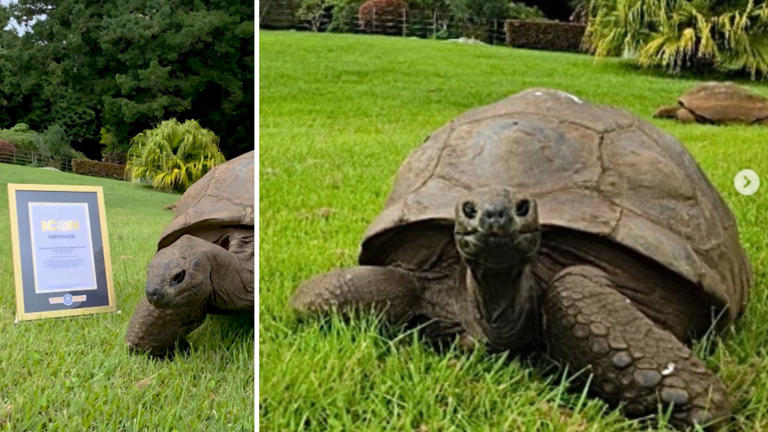 This giant tortoise has entered the Guinness World Records for an ...