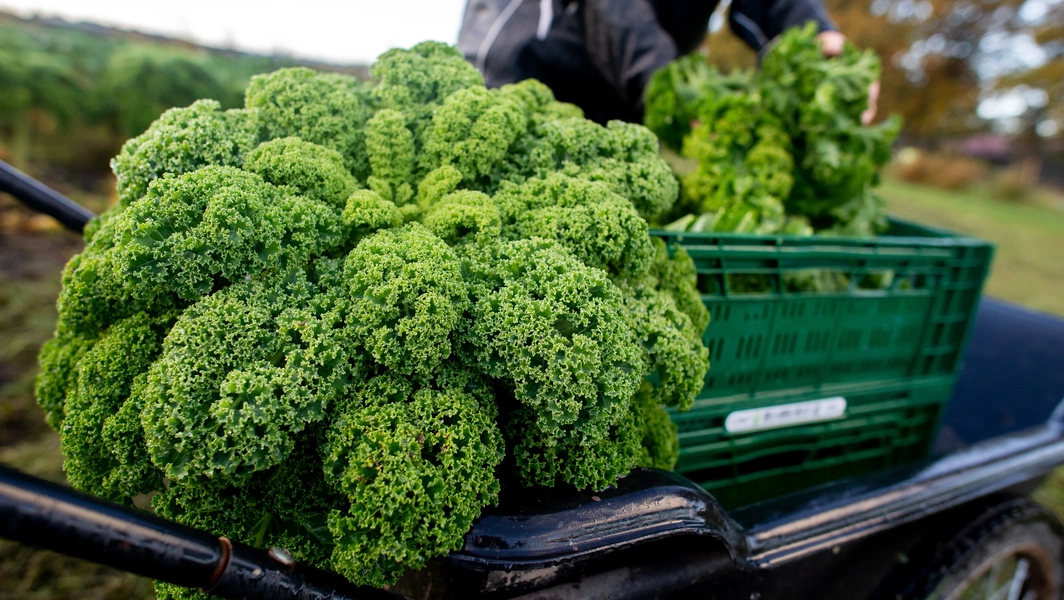 15 cold-hardy vegetables for winter harvests