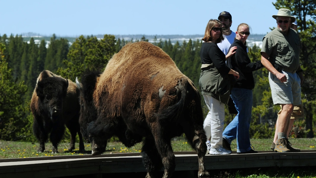 Bison conservation and viewing in the Midwest