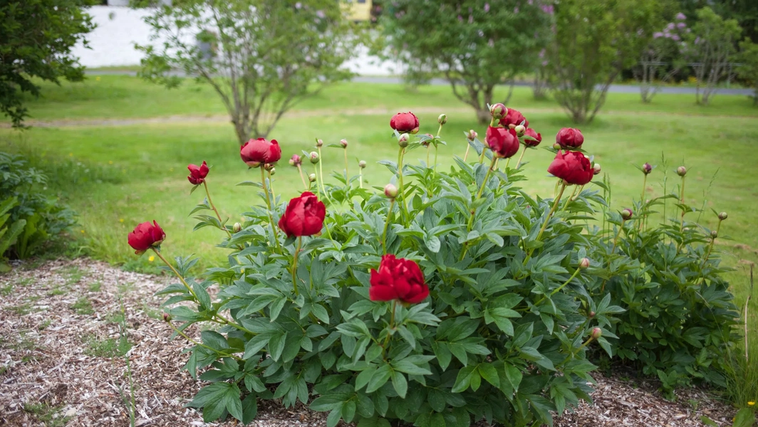 Peony care for healthy blooms next season
