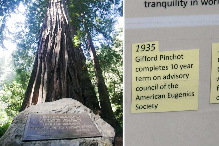Muir Woods sign fight enters new chapter as Trump appeals ruling