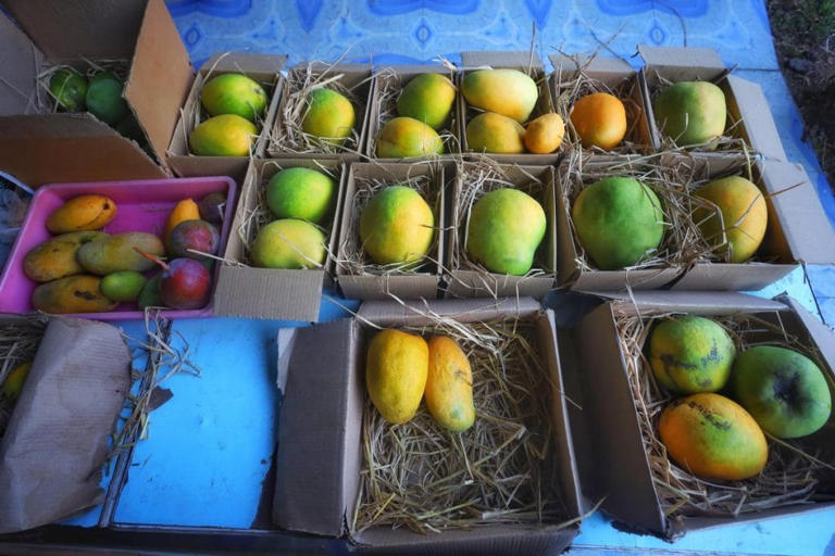 The truth behind India’s 'Rs 2.5 lakh' Japanese Miyazaki mango craze ...