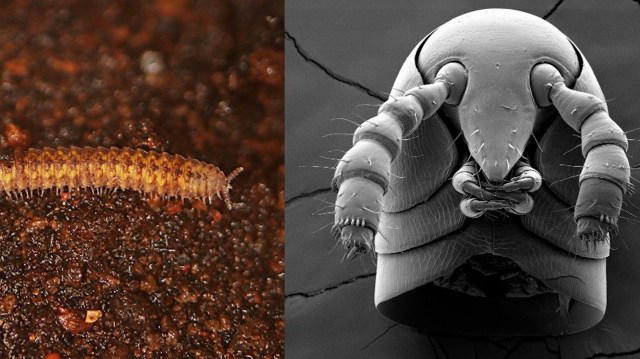 Scientists solve millipede mystery and find they beat vertebrates onto ...