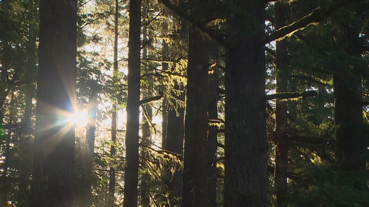 Multiple black bear sightings reported on and near Mount Si following ...