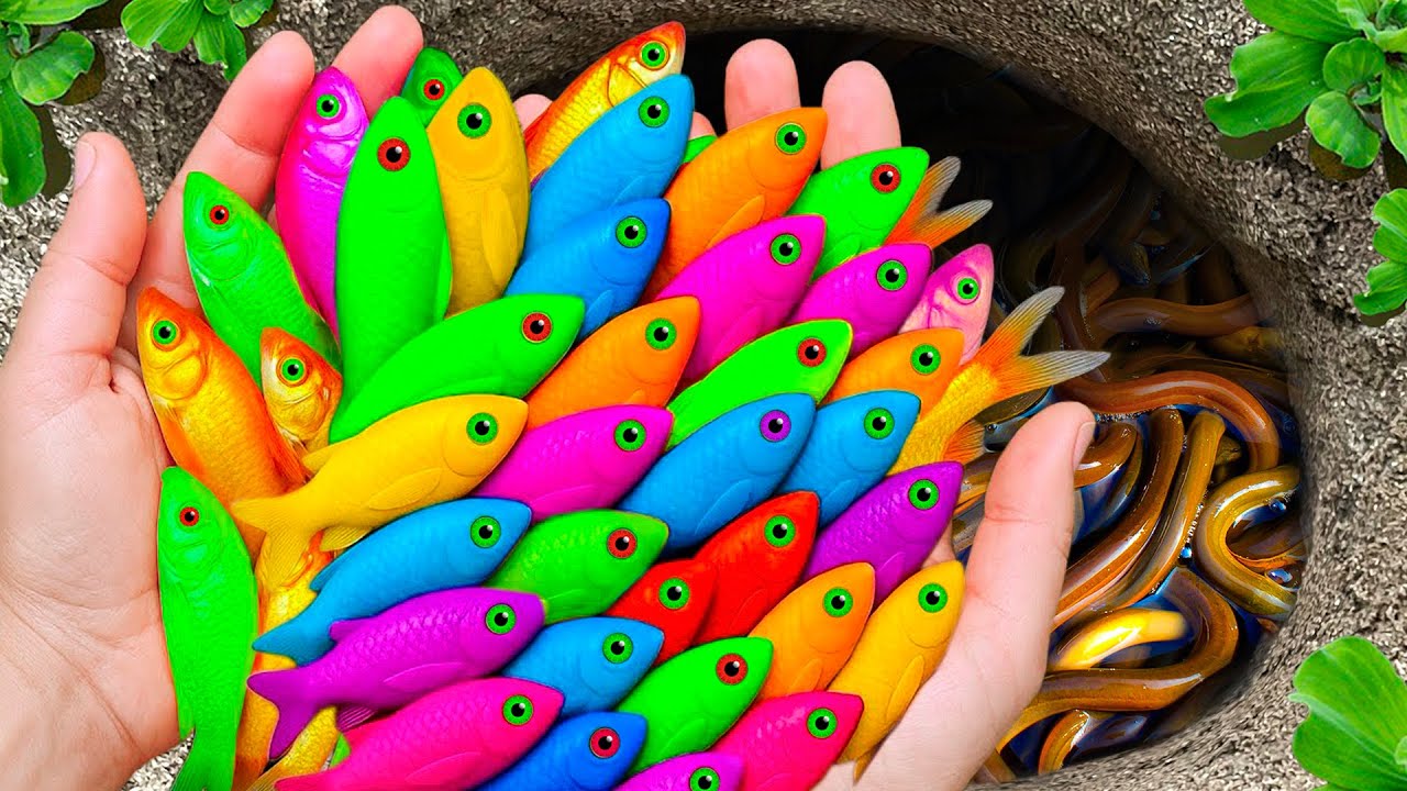 Awesome catch colorful aquarium fish in small pond, galaxy guppy ...