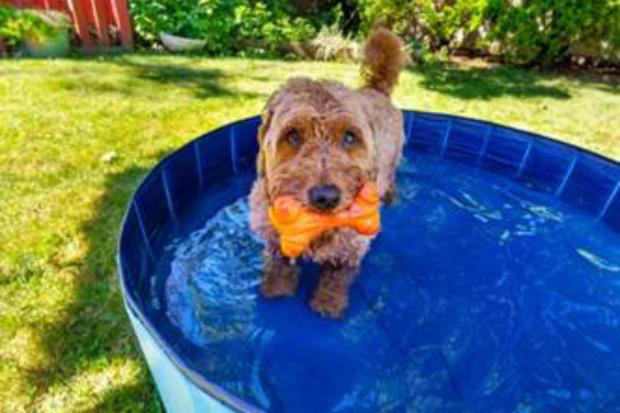 Dog owners urged to skip walks and embrace 'couch potato days' as ...