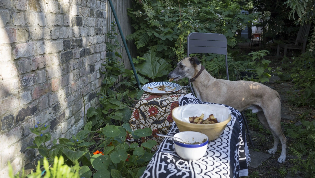 Keeping your dog healthy through smarter care choices