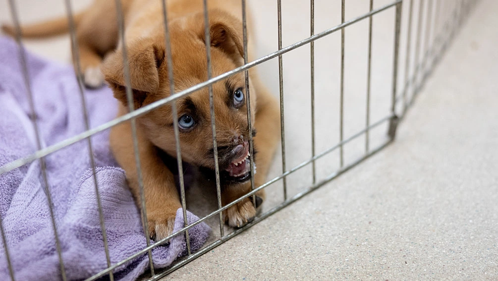 Common puppy potty training mistakes and solutions