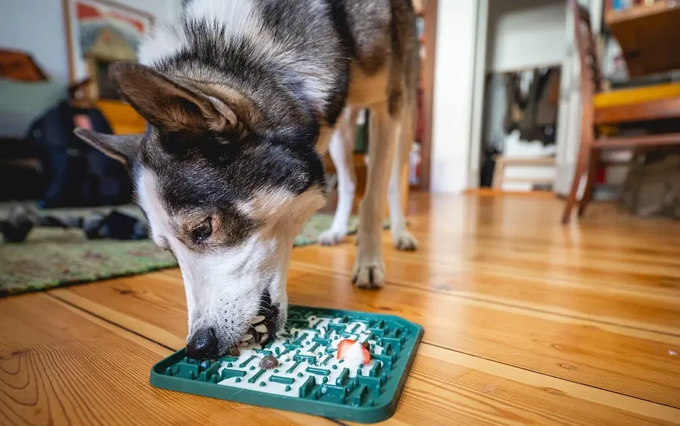 Smarter pet feeding for happier, healthier fur babies