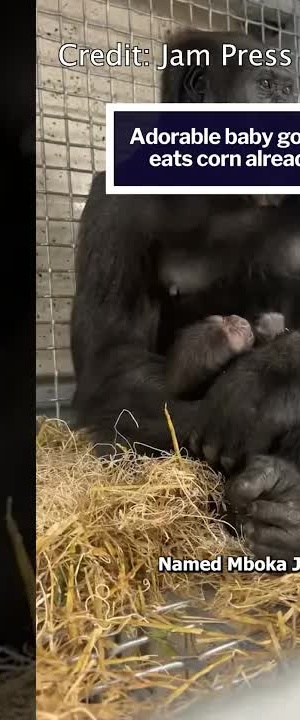 Adorable baby gorilla eats corn at just three months old