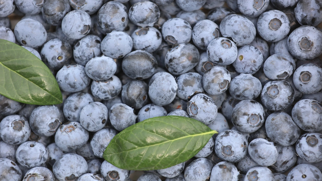 Nutritional and health benefits of popular berries