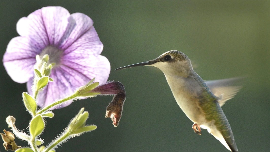 Exploring Indiana’s Mary Gray Bird Sanctuary